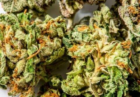 Top 10 Most Popular Hybrid Cannabis Strains - The Marijuana Consumer